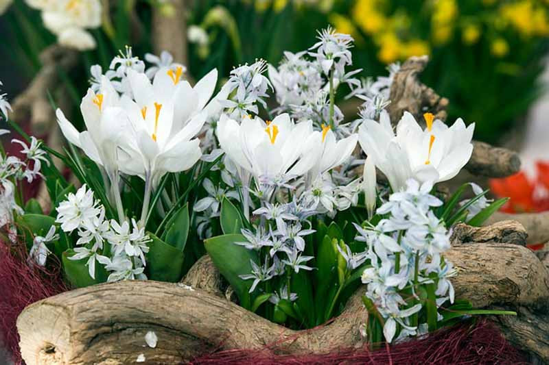 Crocus vernus 'Jeanne d'Arc' (Dutch Crocus)