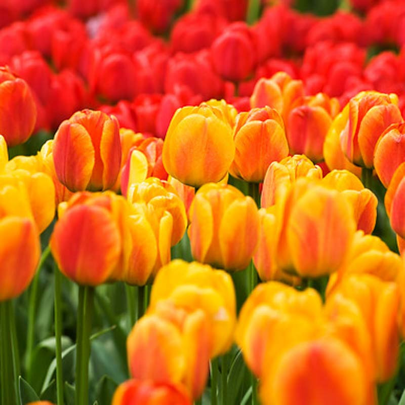 Tulipa 'Beauty of Apeldoorn' (Darwin Hybrid Tulip)