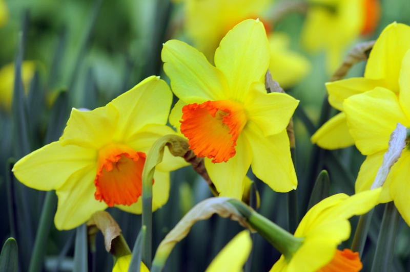 Narcissus 'Red Devon' (Large-Cupped Daffodil)