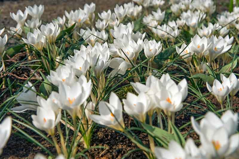 Crocus biflorus 'Miss Vain' (Scotch Crocus)