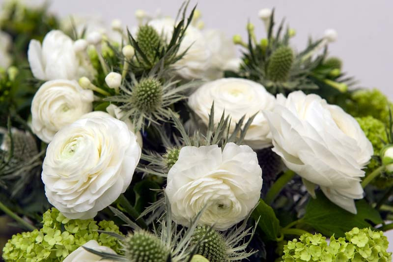 Ranunculus asiaticus 'Elegance White' (Persian Buttercup)