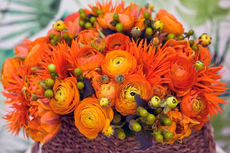 Ranunculus asiaticus 'Elegance Orange' (Persian Buttercup)