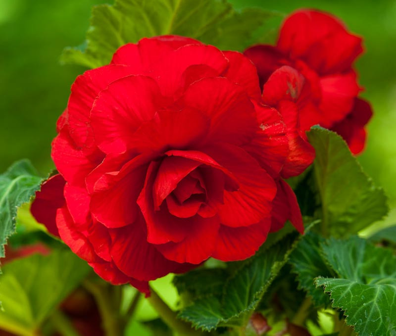 Begonia 'Roseform Red'