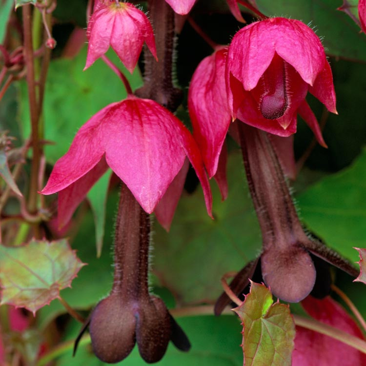 Rhodochiton atrosanguineus (Purple Bell Vine)