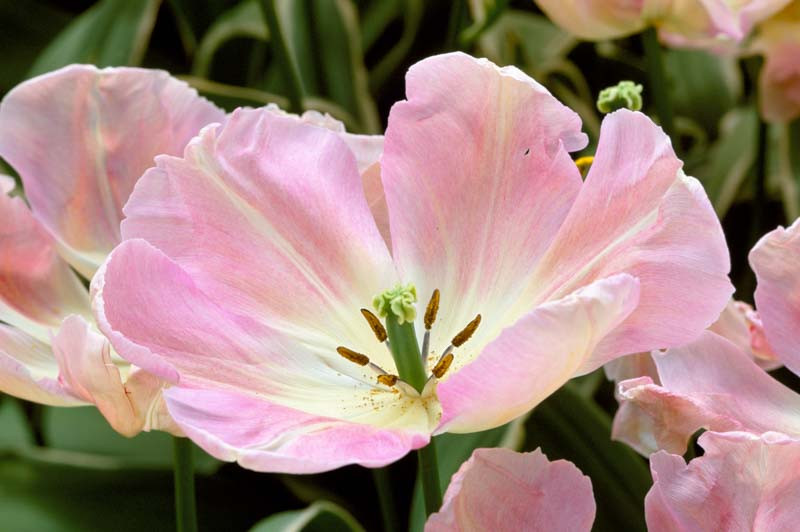 Tulipa 'New Design' (Triumph Tulip)