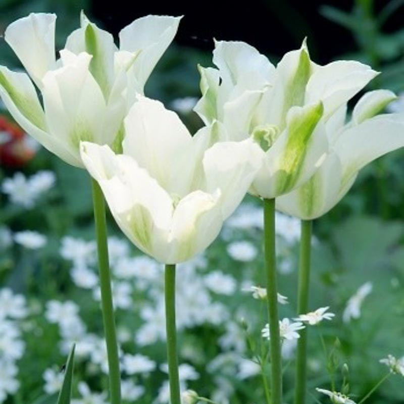 Tulipa 'Spring Green' (Viridiflora Tulip)