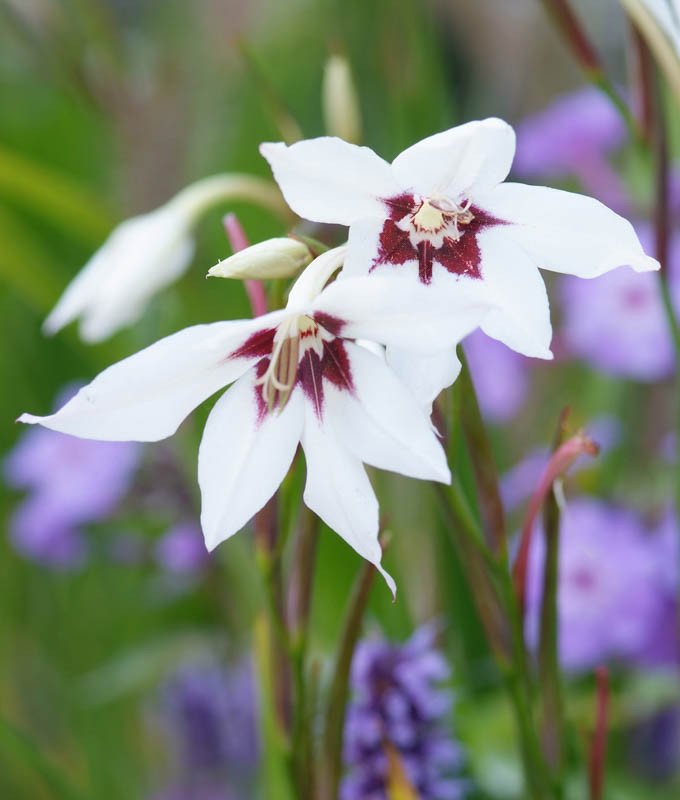 Gladiolus callianthus murielae (Abyssinian Sword-Lily)