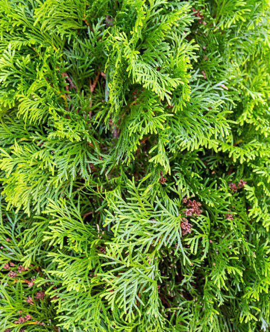 Thuja occidentalis 'Degroot's Spire' (American Arborvitae)