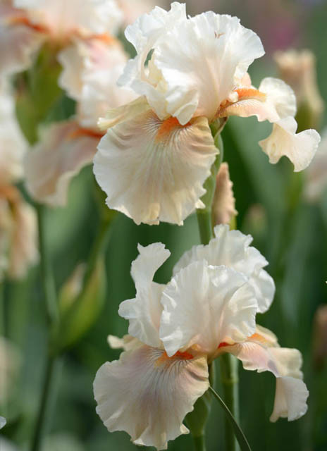 Iris 'Pagan Goddess' (Reblooming Bearded Iris)