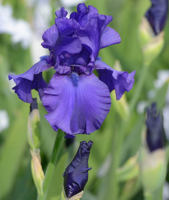 Iris 'Dusky Challenger' (Bearded Iris)