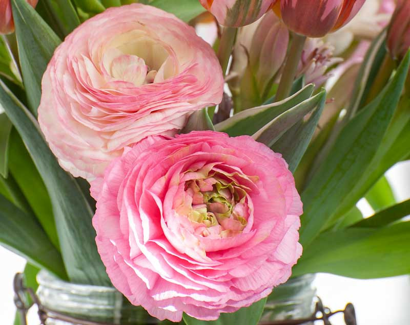 Ranunculus asiaticus 'Cloni Pon-Pon Hermione' (Persian Buttercup)