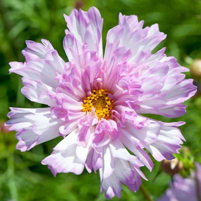 Cosmos bipinnatus 'Double Click Bicolor Rose'