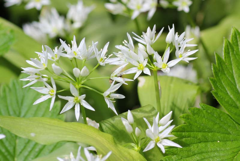 Allium ursinum (Wild Garlic)