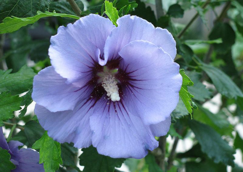 Hibiscus Syriacus Marina Rose Of Sharon