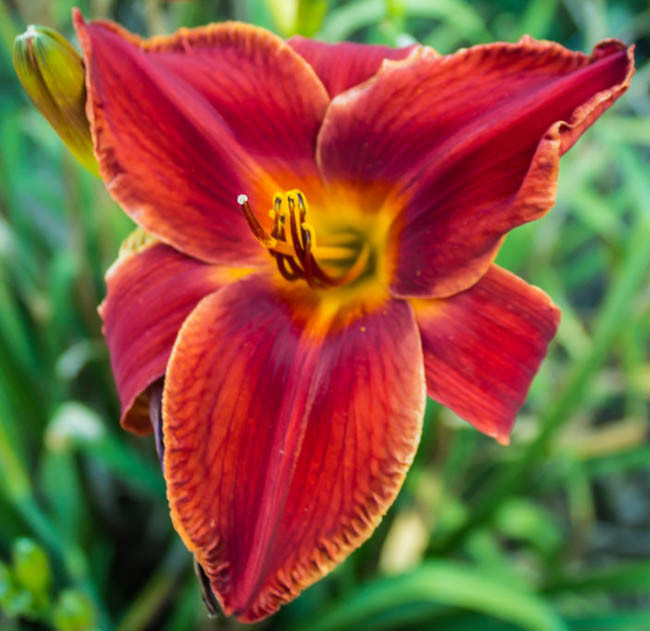 Hemerocallis 'Red Magic' (Daylily)