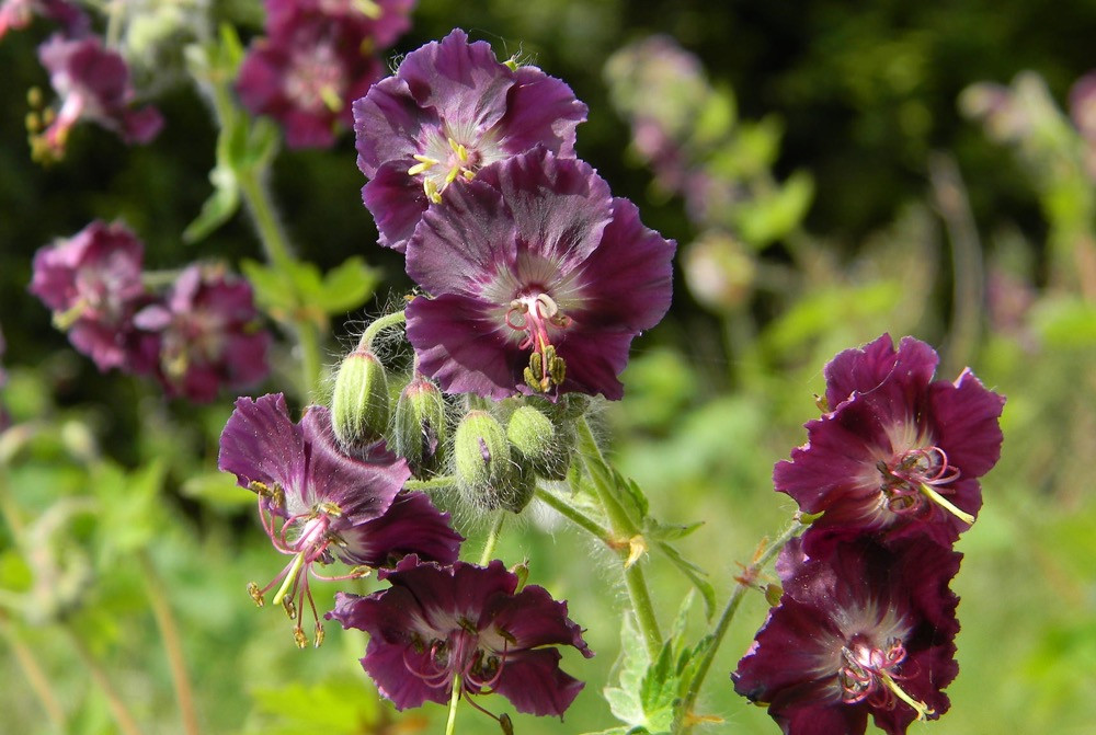 Geranium phaeum var. phaeum 'Samobor' (Dusky Cranesbill)