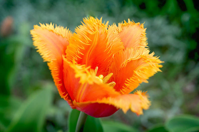 Tulipa 'Lambada' (Fringed Tulip)