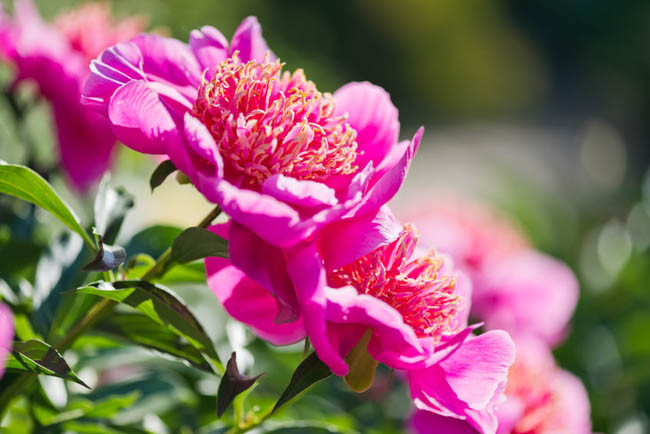 Paeonia lactiflora 'Neon' (Peony)