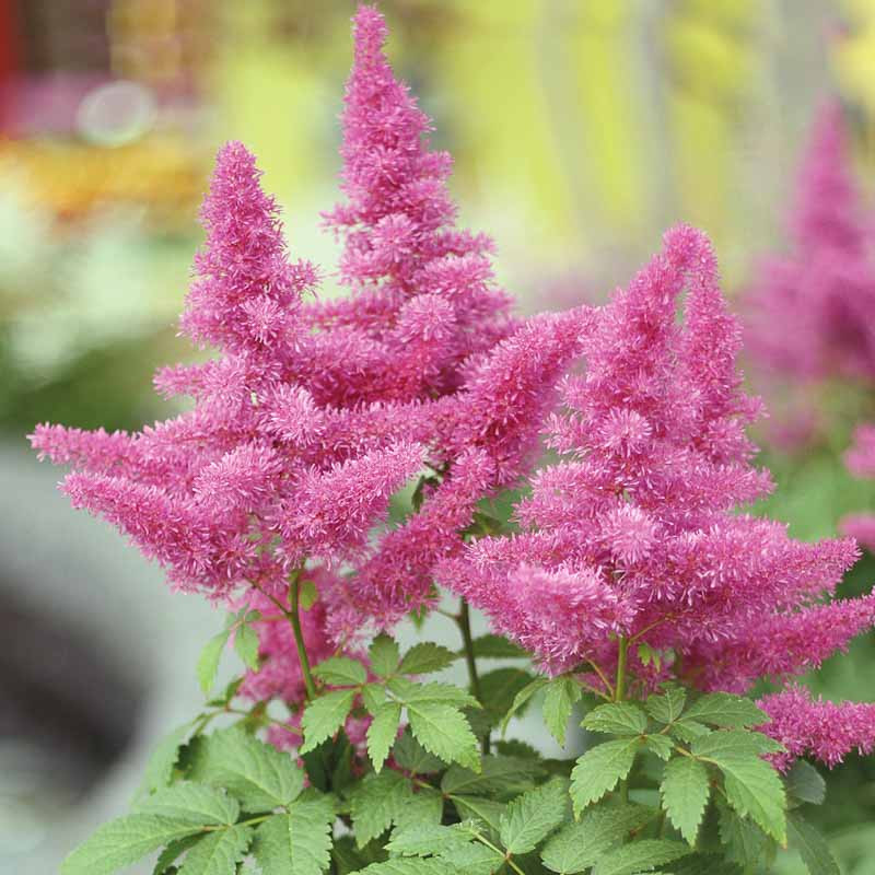 Astilbe chinensis 'Vision in Pink' (Chinese Astilbe)