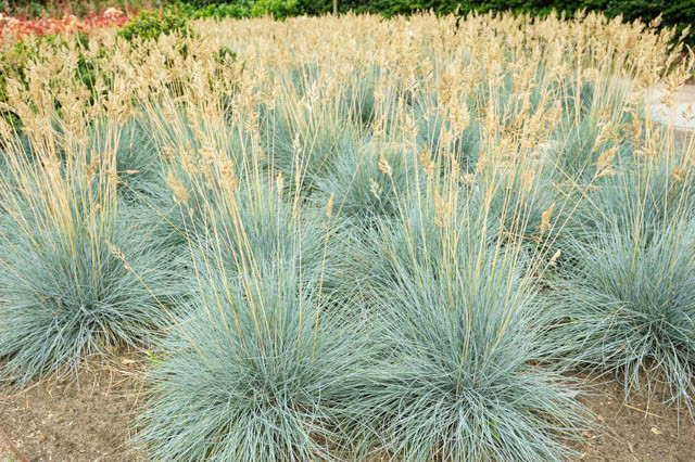 Festuca glauca 'Elijah Blue' (Blue Fescue)