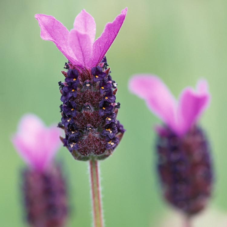 Lavandula stoechas 'Fathead' (Spanish Lavender)