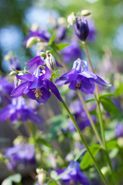 Aquilegia alpina (Alpine Columbine)