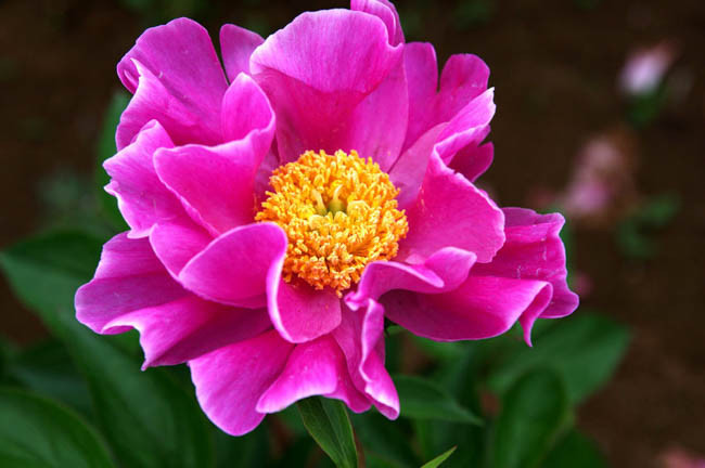 Paeonia lactiflora 'Clown' (Peony)