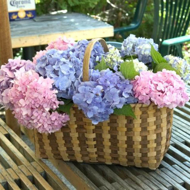Hydrangea macrophylla Endless Summer® The Original