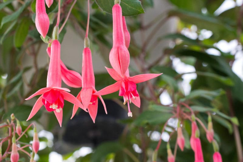 Fuchsia 'Billy Green'