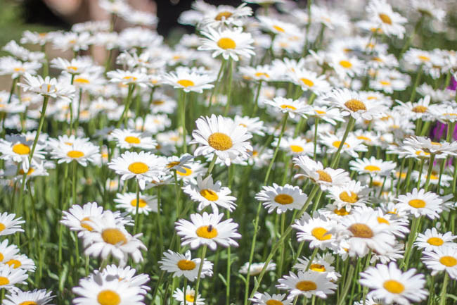 Leucanthemum x superbum 'Snowcap' (Shasta Daisy)
