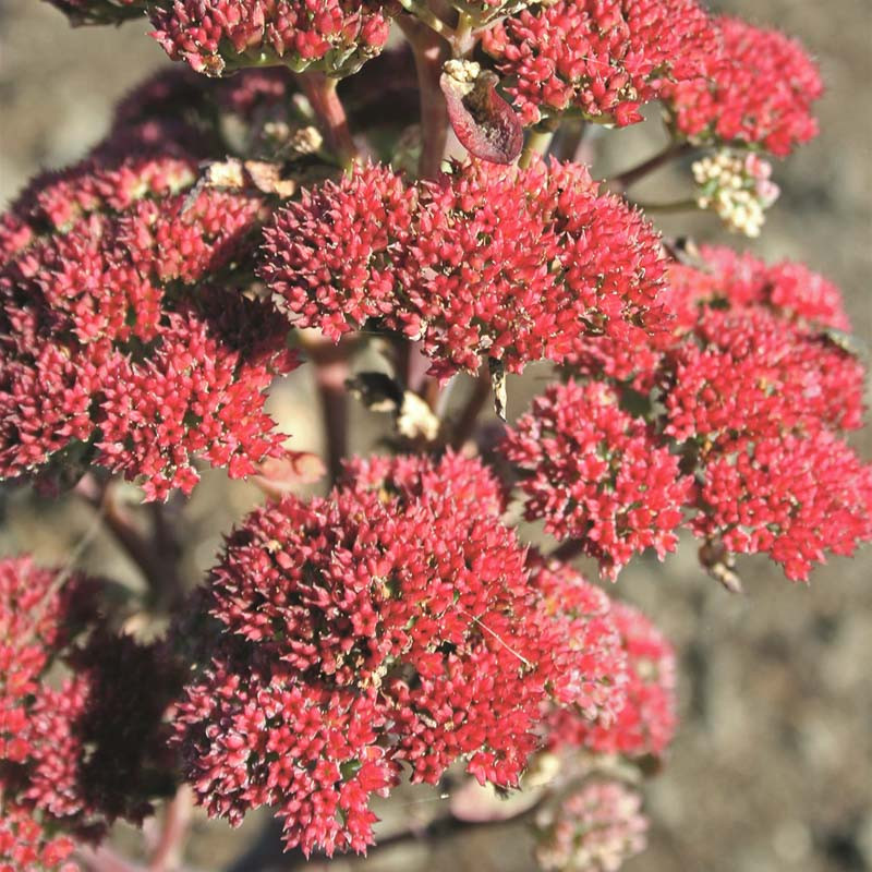 Sedum 'Munstead Dark Red' (Stonecrop)