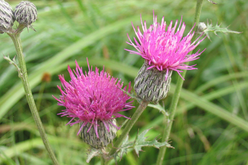 Cirsium muticum (Swamp Thistle)