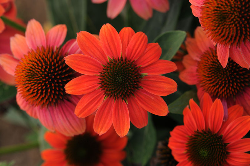 Echinacea Sombrero Hot Coral (Coneflower)