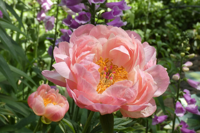 Paeonia 'Pink Hawaiian Coral' (Peony)
