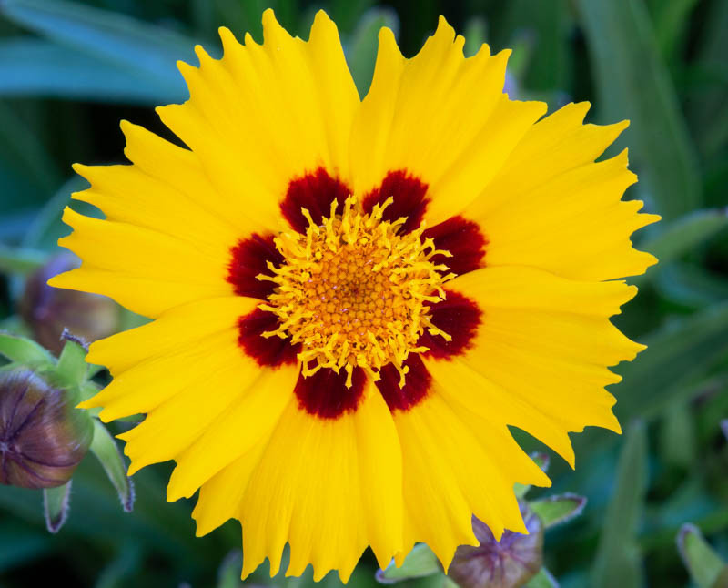 Coreopsis grandiflora 'Sunfire' (Tickseed)