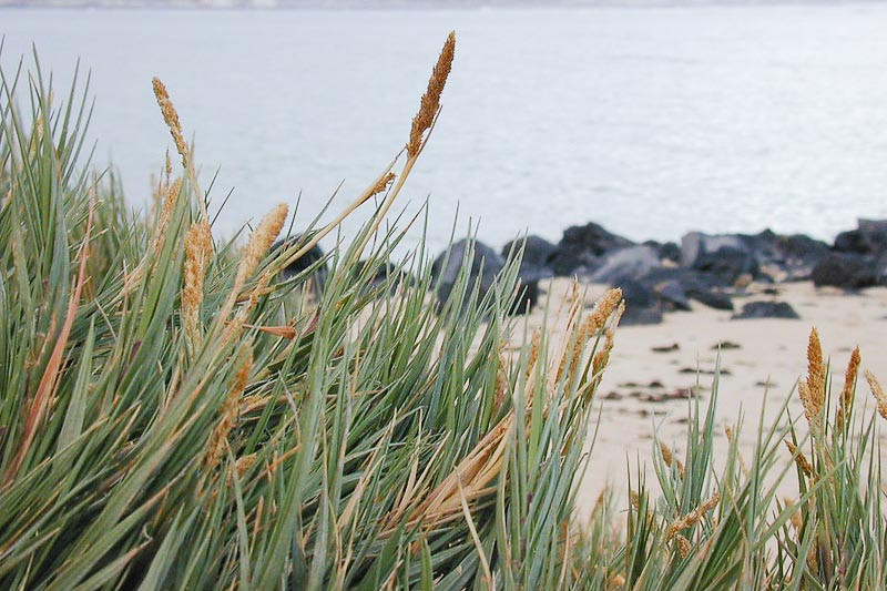 Sporobolus virginicus (Seashore Dropseed)