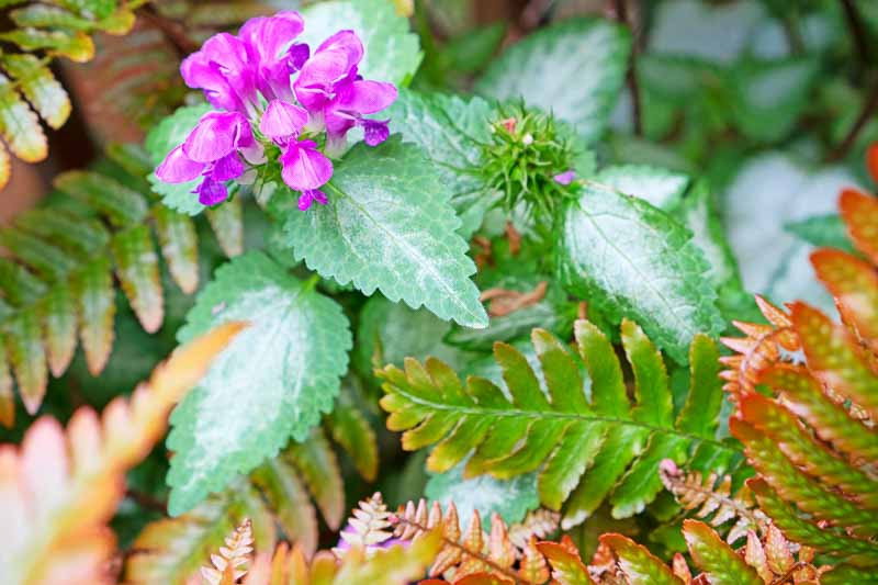Lamium maculatum 'Red Nancy' (Spotted Dead Nettle)