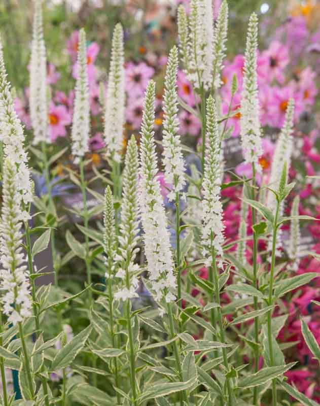 Veronica longifolia 'Charlotte' (Garden Speedwell)