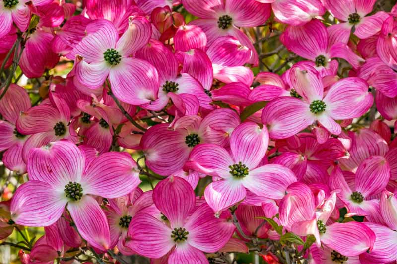 Cornus florida Cherokee Brave (Flowering Dogwood)