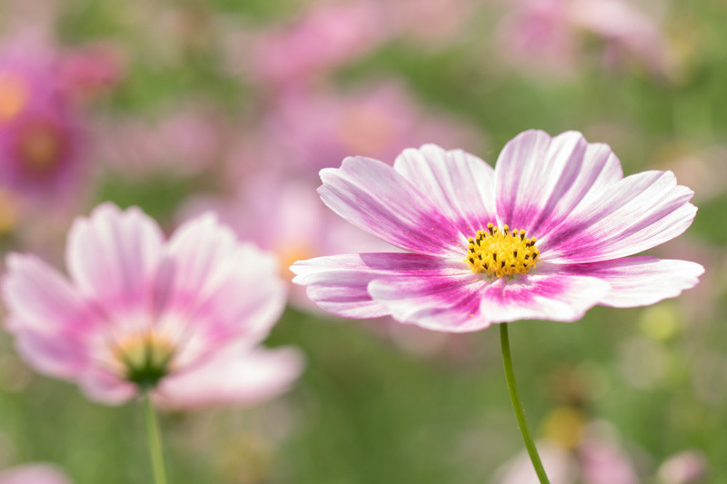 Cosmos bipinnatus 'Happy Ring'