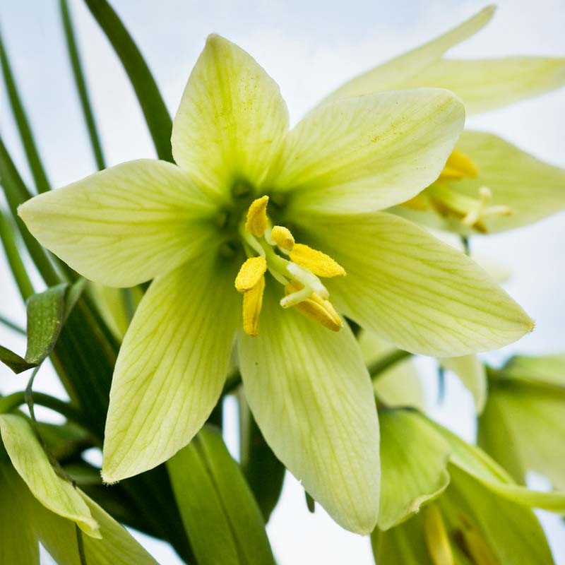Fritillaria raddeana