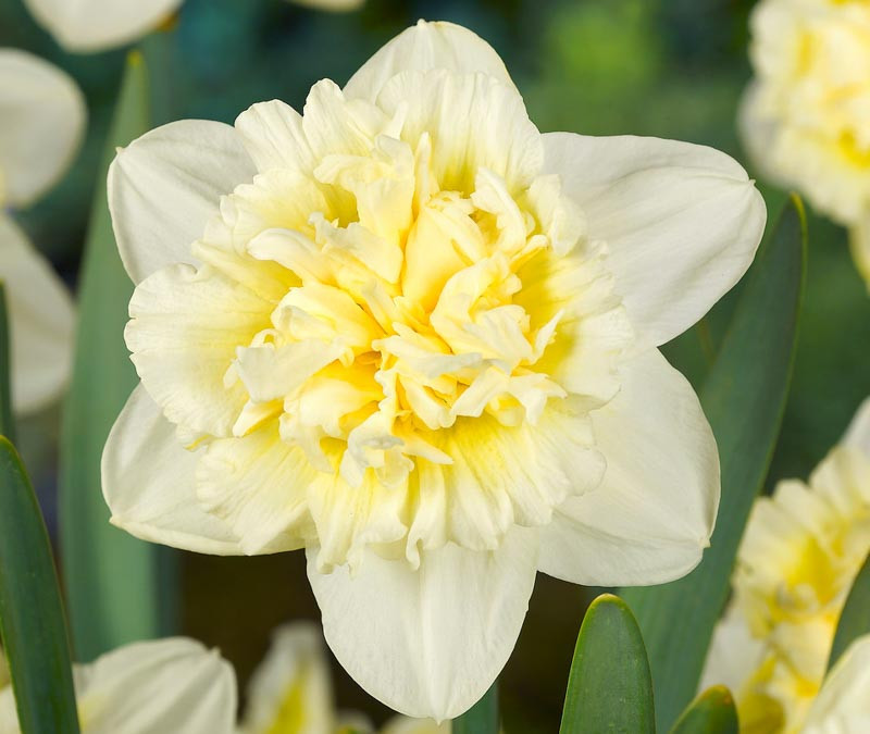 Narcissus 'Ice King' (Double Daffodil)