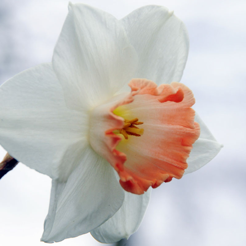 Narcissus 'Pink Charm' (Large-Cupped Daffodil)