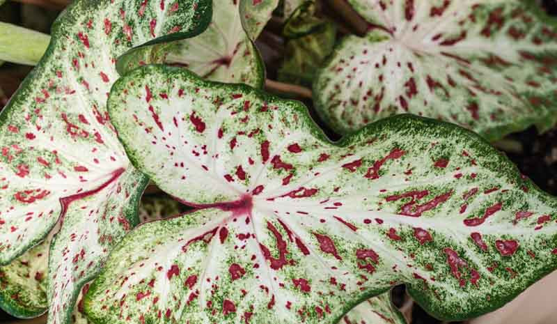 Caladium 'Gingerland' (Angel Wings)
