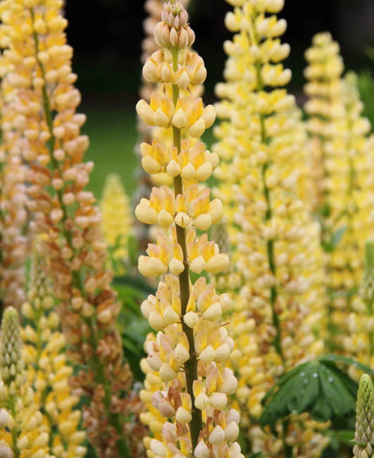 Lupinus 'Gallery Yellow' (Lupine)