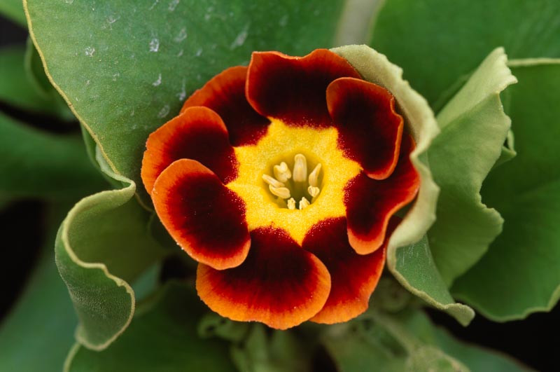 Primula auricula 'Mick' (Primrose)