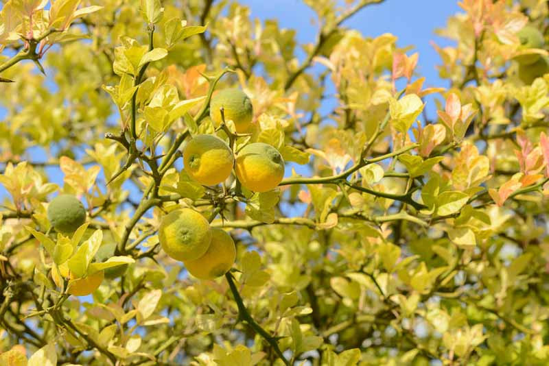 Poncirus trifoliata (Hardy Orange)
