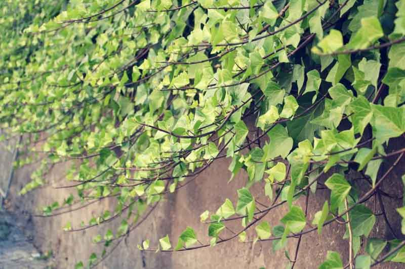 Hedera helix (English Ivy)