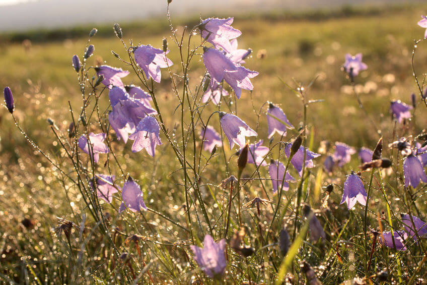 Campanula rotundifolia (Bluebell)