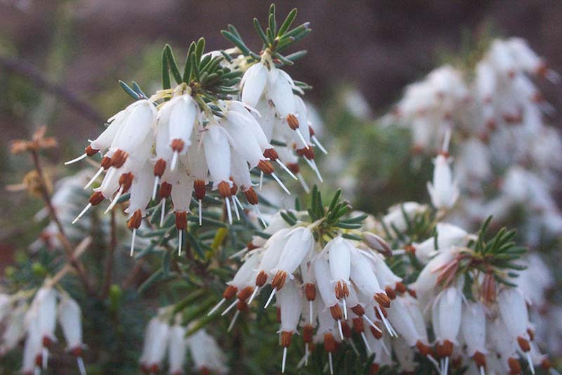 Erica carnea 'Springwood White' (Winter Heath)